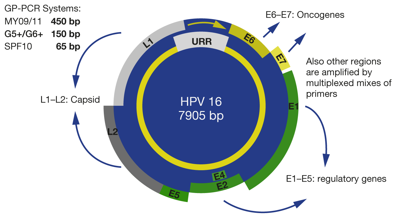 Secondary Prevention of Cervical Cancer